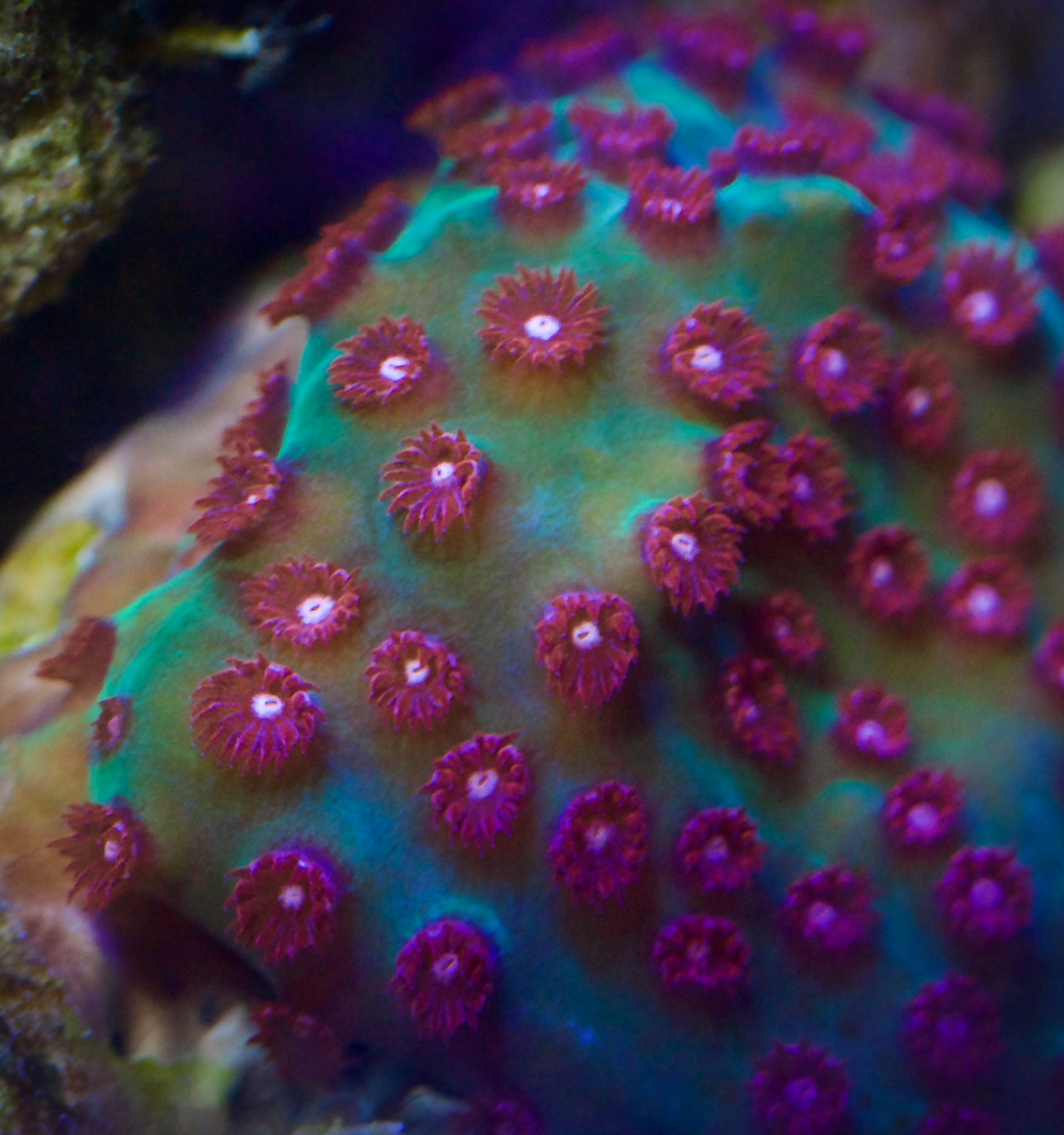 The Bright and Beautiful Cyphastrea Coral: A Quick Growing, Easy to ...